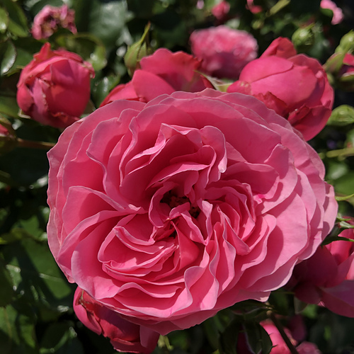 Ravelry: Dried Roses pattern by Katrin Schubert