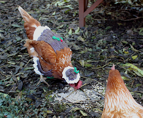 Ravelry: "Christmas Pudding" Chicken Coat With Matching Hat pattern by ...