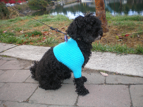Ravelry: Roxy Dog Shrug pattern by Sari Strand