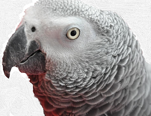 Ravelry: Rae's Ruffles Scarf pattern by Geanie Ollman