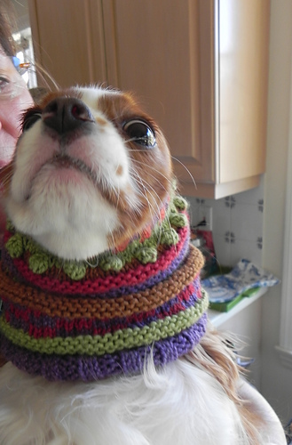 Ravelry: Snoods for Spaniels pattern by Jody Mellenthin