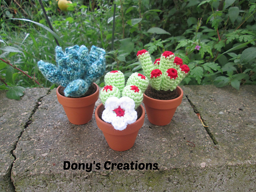 Ravelry: Adromischus cactus pattern by Donatella Saralli