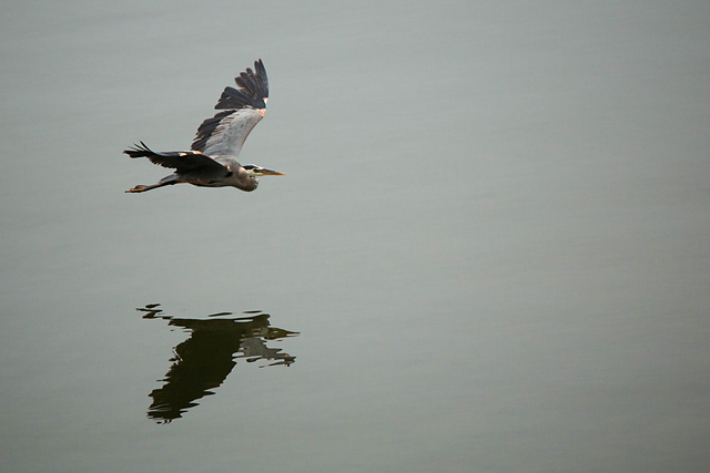 Ravelry: dragonbird's Dreambird for a Dragonbird