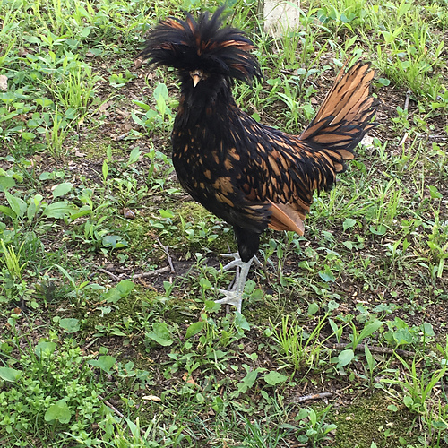 Ravelry: Funky Polish Chicken Socks pattern by Settlers Grove Designs
