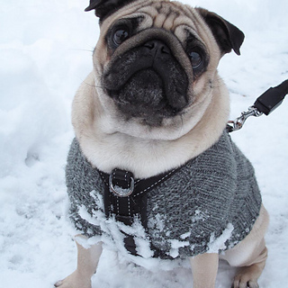 Ravelry: finfrost's Pug dog sweater