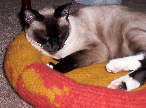 Ravelry: Cat Nap Cozy pattern by Bethany A Dailey