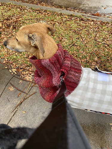 Ravelry: greyhound snood pattern by Katherine Mills