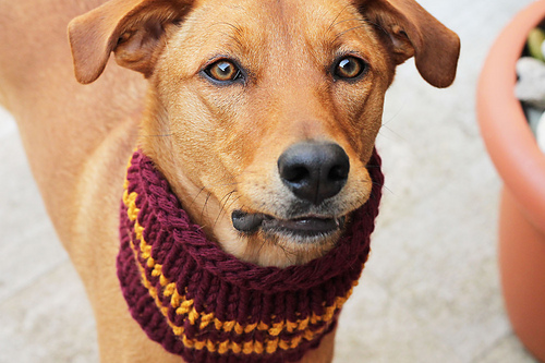 Ravelry: Gryffindor Dog Cowl pattern by Louise Bollanos