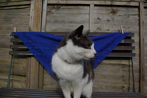 Ravelry: Cat Walk Shawl pattern by Miranda