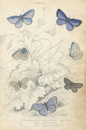 Ravelry: Polyommatus argiolus Cuff pattern by Hunter Hammersen