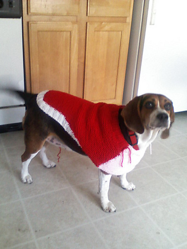 Ravelry: Beagle Dog sweater pattern by Jessica Tromp