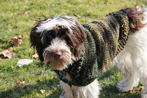 Ravelry: Paco's Dog Coat pattern by Tracey Rediker