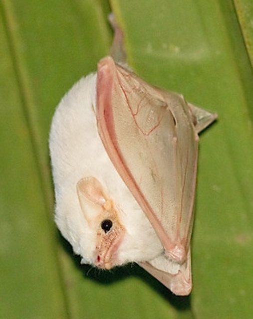 Ravelry: joansgarden's Ghost Bat in the Jungle Beanie