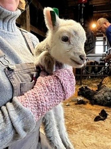 Ravelry: Theresa's Lambing Mitts pattern by Johnna Lush