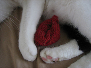 Ravelry: karen0's Cat "Wonton"