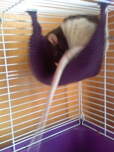 Ravelry: Rat Hammock pattern by Ashley Britt