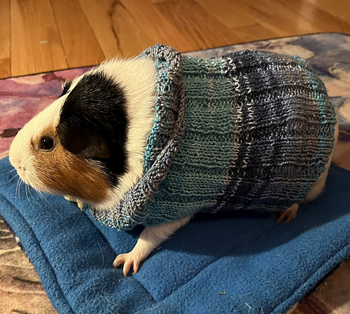 Ravelry: Easy Knit Guinea Pig Sweater pattern by Danielle Holke