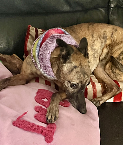 Ravelry: Simple Snood for Greyhounds pattern by Sandra Levey