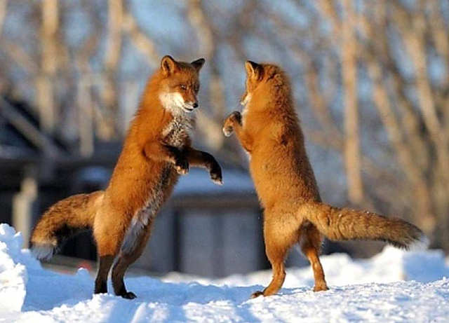 Ravelry: lavelli's Fox Paws Лисьи лапки