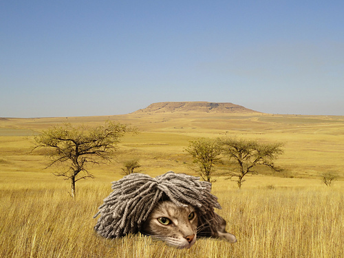 Ravelry: Cat's Mane pattern by Mer Almagro