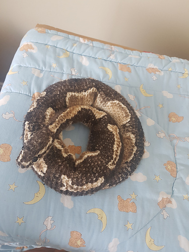 Ravelry: Ball Python Plush pattern by Beth Mulligan of Skyfire Creations