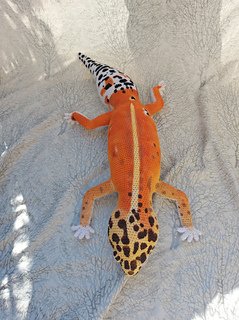 Ravelry: Large Leopard Gecko Plush pattern by Beth Mulligan of Skyfire ...