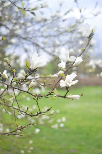 Ravelry: Blóm pattern by Melody Hoffmann