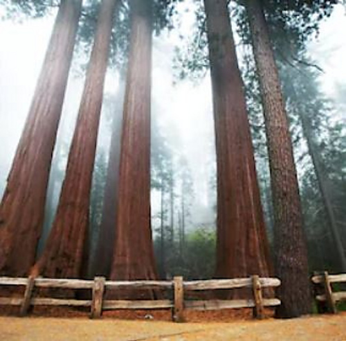 Ravelry: Redwood pattern by Melanie Rice