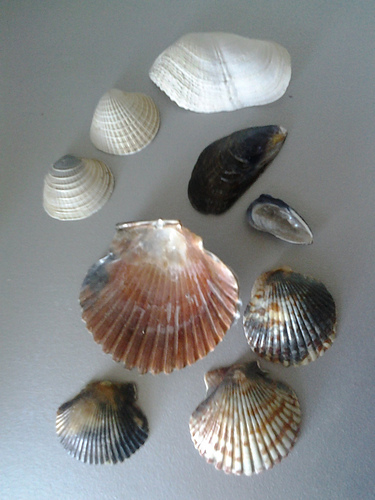 Ravelry: Silver Shell pattern by Palm Tree Designs