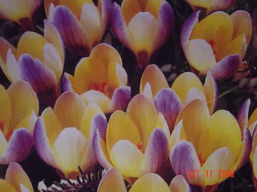 Ravelry: Crocus Pocus pattern by Susan Pandorf