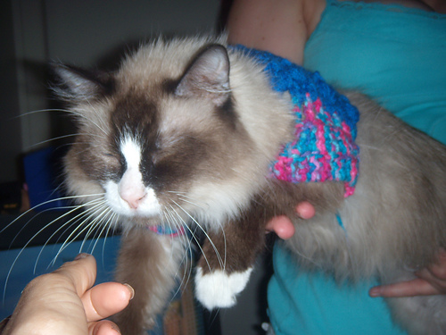 Ravelry: Doggie Shrug pattern by Molly Mahoney (Mollymade)