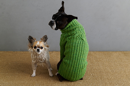 Ravelry: Botanical Yoke Dog Sweater pattern by Sole Salvo