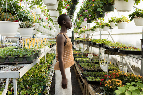 Ravelry: Ellis pattern by Quince & Co.