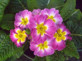 Ravelry: rosalias' Prímulas