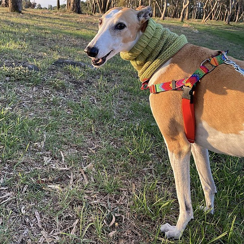 Ravelry: Simple Snood for Greyhounds pattern by Sandra Levey