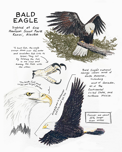 Ravelry: Bald Eagle pattern by Sara Elizabeth Kellner