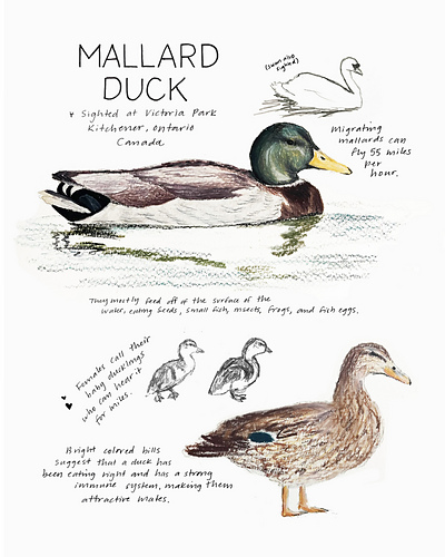 Ravelry: Mallard Duck pattern by Sara Elizabeth Kellner