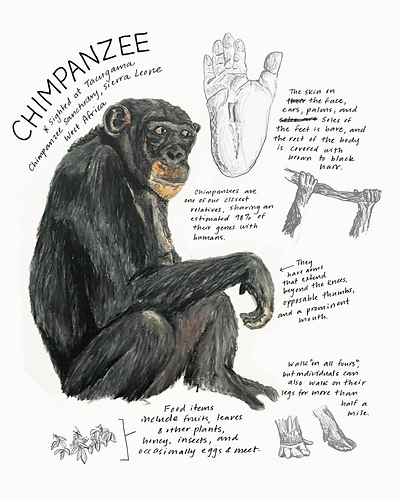 Ravelry: Chimpanzee pattern by Sara Elizabeth Kellner