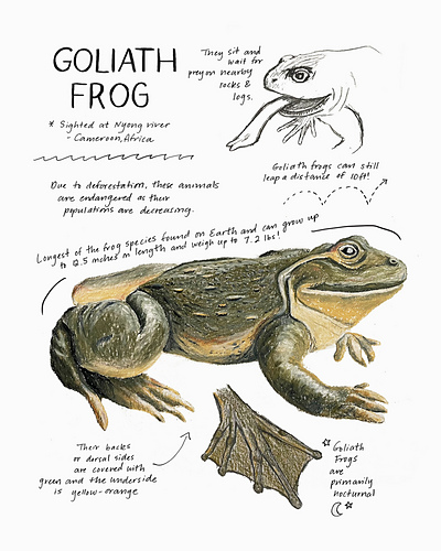 Ravelry: Goliath Frog pattern by Sara Elizabeth Kellner