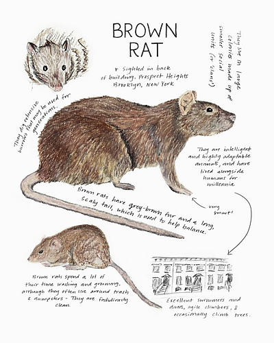 Ravelry: Brown Rat pattern by Sara Elizabeth Kellner