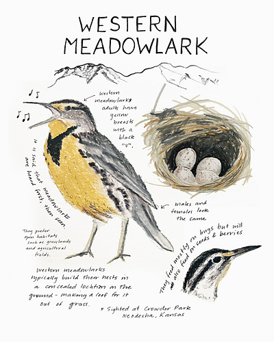 Ravelry: Western Meadowlark pattern by Sara Elizabeth Kellner