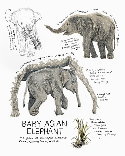 Ravelry: Baby Asian Elephant pattern by Sara Elizabeth Kellner