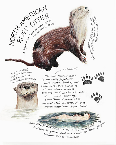 Ravelry: North American River Otter pattern by Sara Elizabeth Kellner