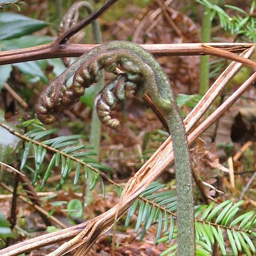 Ravelry: Bracken pattern by Catherine Knutsson