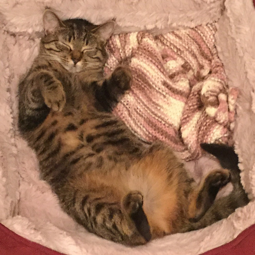 Ravelry: Nutmeg pattern by Catherine Knutsson