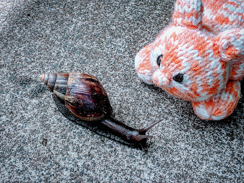 Ravelry: Snail pattern by Wendy Slack