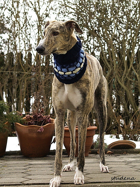 Ravelry: studena's Warm and cuddly for Grey