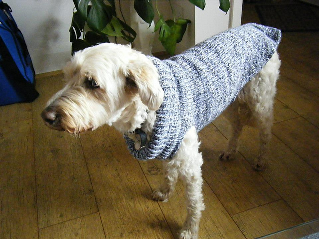 Ravelry: Dougal's roll neck Dog Jumper pattern by Tinkerbell knits