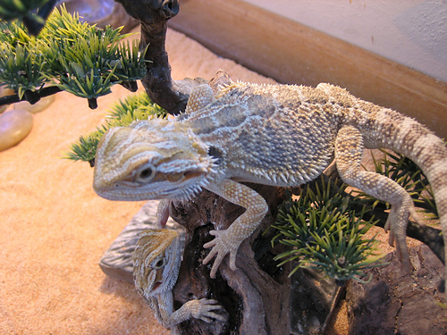 Ravelry: Spiky pattern by Toad Lilies