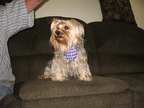 Ravelry: Buddy Bandit Bandana pattern by Lisa Gentry